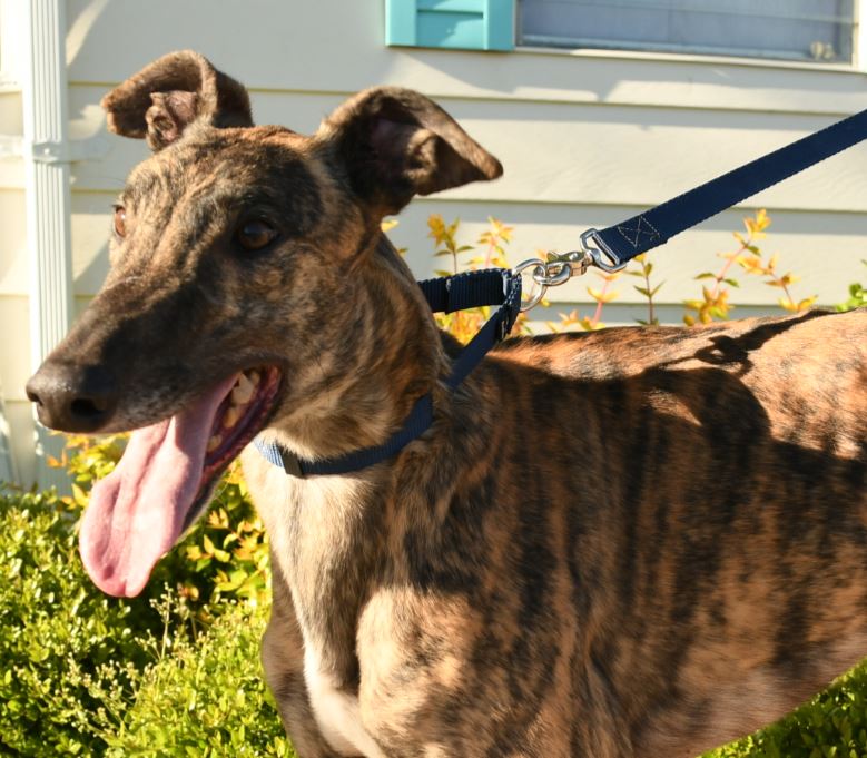 Sultan of Swat – Greyhound Pet Adoptions of Delaware