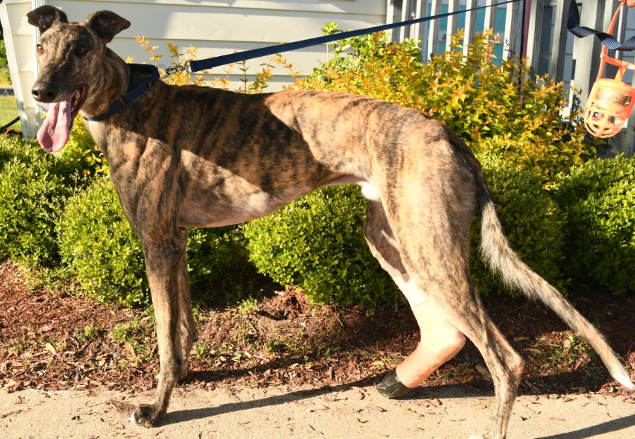 Sultan of Swat – Greyhound Pet Adoptions of Delaware