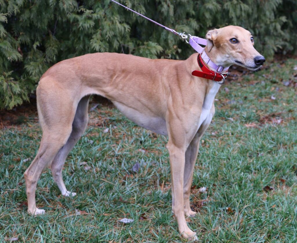 Born This Way – Greyhound Pet Adoptions of Delaware