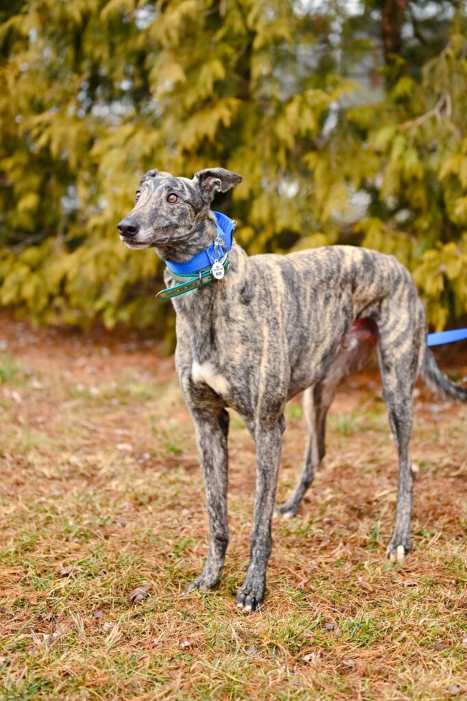 CET Dirty Melvin – Greyhound Pet Adoptions of Delaware