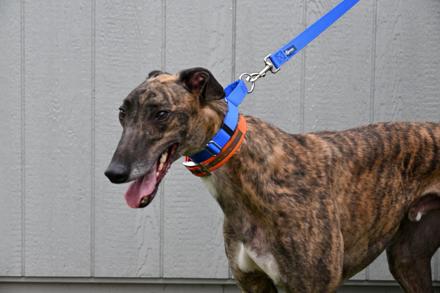 CET Deuce – Greyhound Pet Adoptions of Delaware