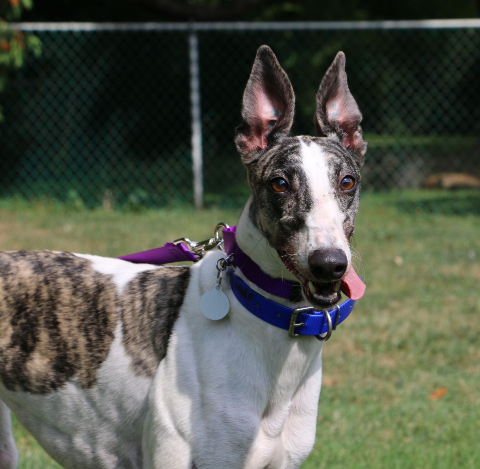 RL Wish Granted – Greyhound Pet Adoptions of Delaware