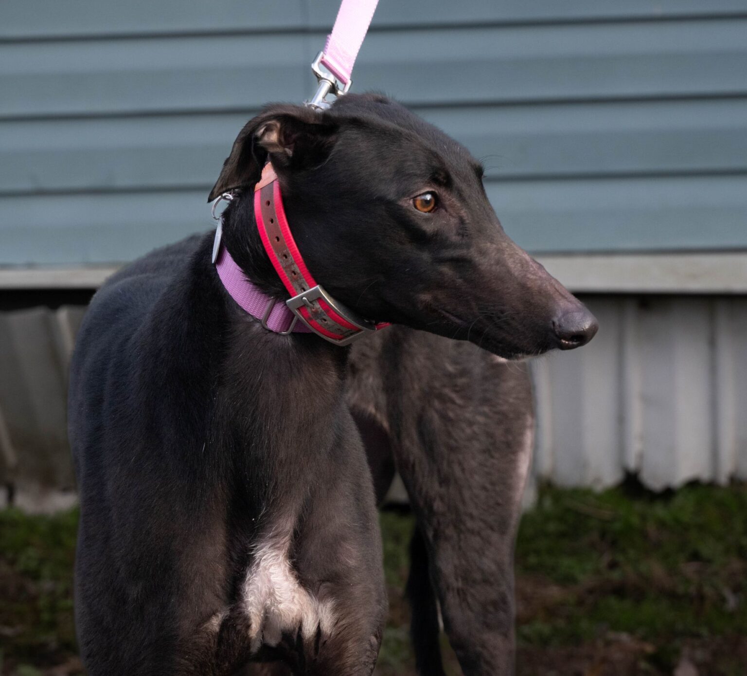 TS Twisted Bitty – Greyhound Pet Adoptions of Delaware