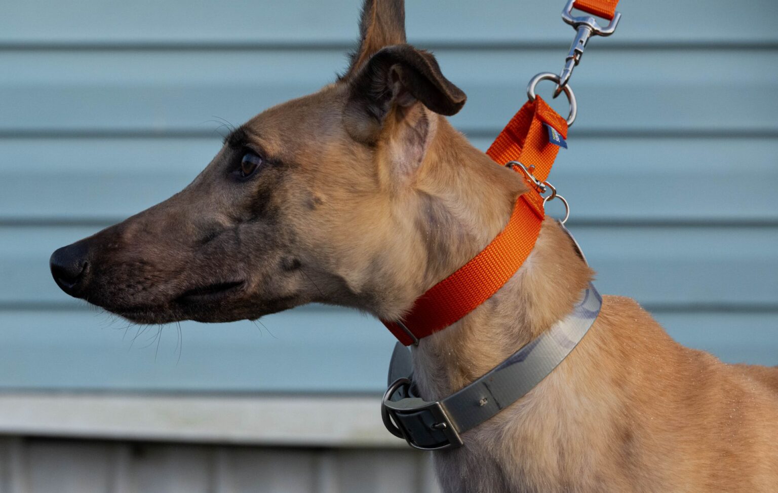 LNS Royal Ruler – Greyhound Pet Adoptions of Delaware