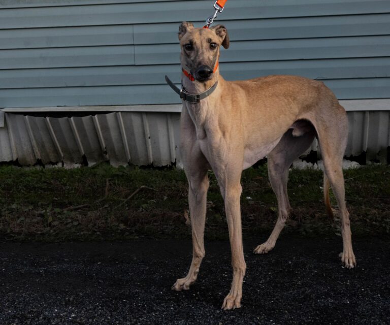 LNS Royal Ruler – Greyhound Pet Adoptions of Delaware