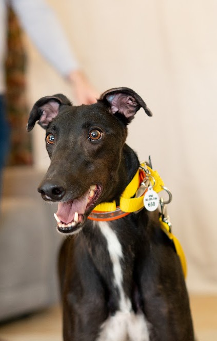 RG Paws Deep – Greyhound Pet Adoptions of Delaware